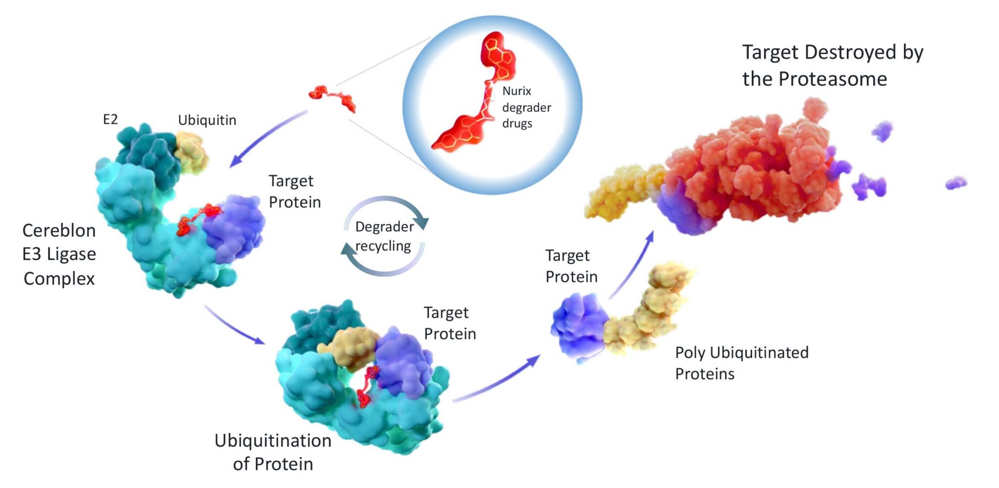 Targeted Protein Degradation | Nurix